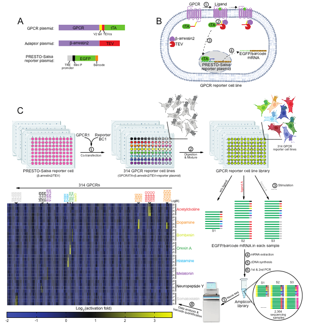 Cell发文！生物医学研究院陈海威博士报道人体/人体细菌代谢物-GPCR作用图谱