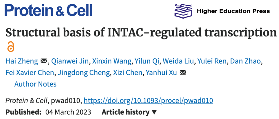 徐彦辉团队揭示INTAC在启动子近端调控转录提前终止的分子机制